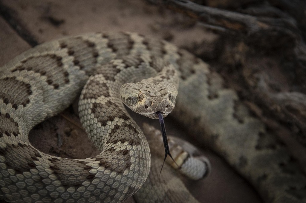 Northern Mojave Rattlesnake from Viesca, Coah., México on July 7, 2023 ...