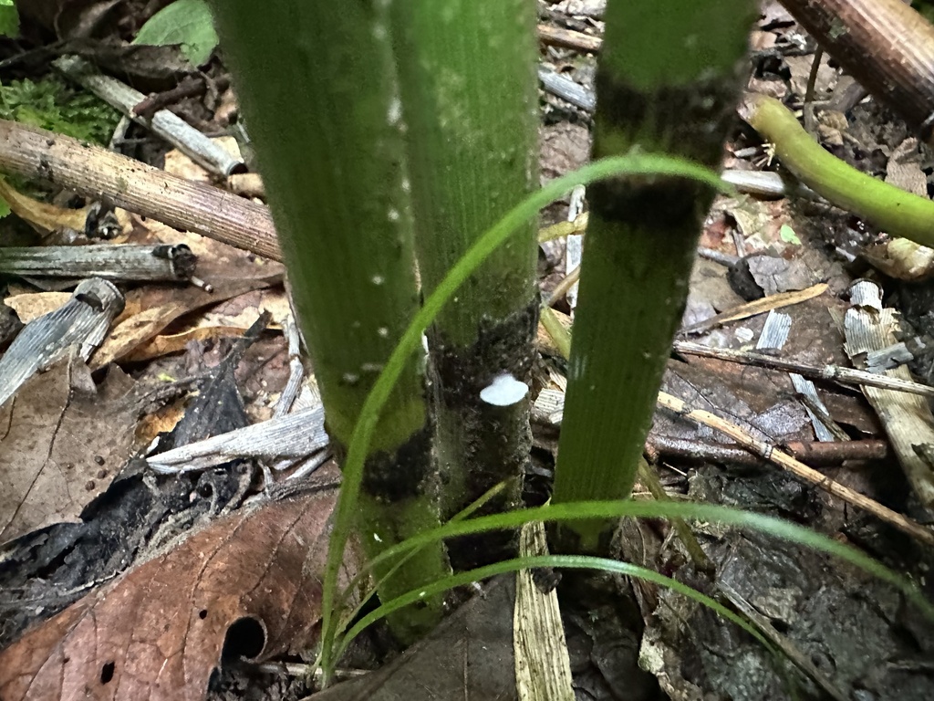 Crepidotaceae from T.O. Fuller State Park, Memphis, TN, US on July 9 ...