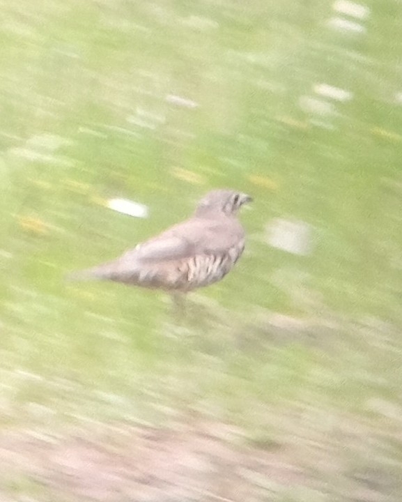 European Mistle Thrush from Kirazlı Yayla on May 27, 2023 at 04:43 PM ...