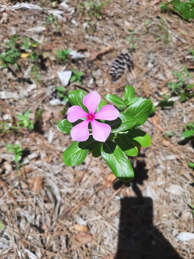 Madagascar Periwinkle from Palm City, FL 34990, USA on July 2, 2023 at ...