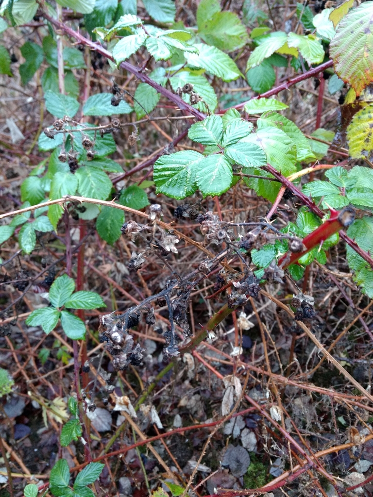 Himalayan Blackberry from 16401 SE 63rd Pl, Bellevue, WA 98006, USA on ...