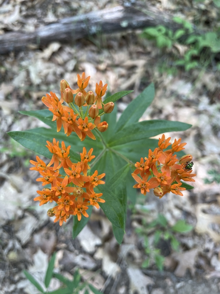 butterfly milkweed from E Main St, Pinckney, MI, US on July 10, 2023 at ...