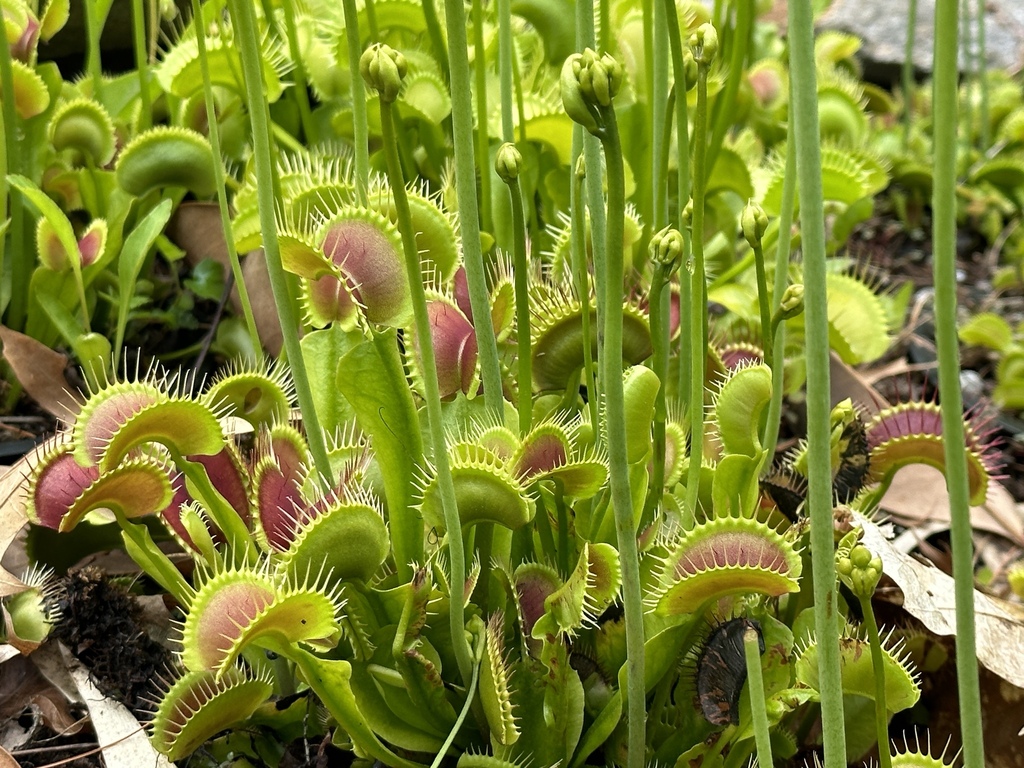 Venus flytrap from Roger Williams Park Botanical Center, Providence, RI ...