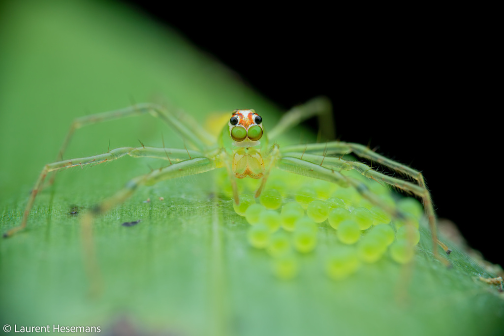 Translucent Green Jumping Spiders from Perez Zeledon, San Jose, CR on ...