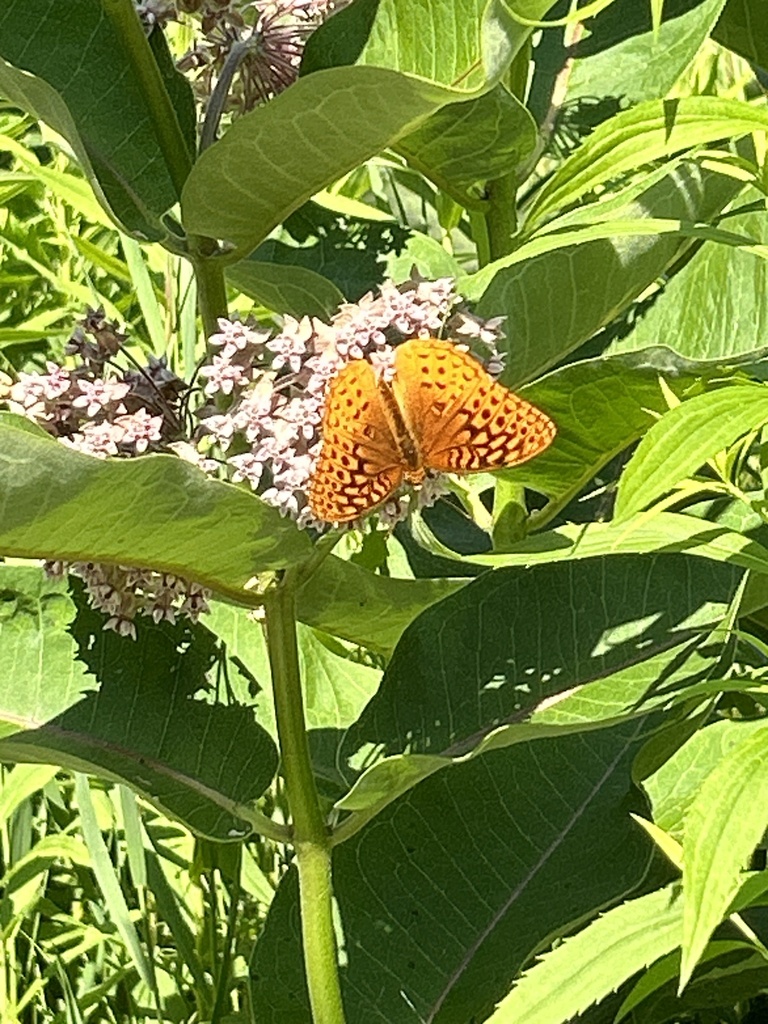 Great Spangled Fritillary from Kingfisher Ln, Cleveland, WI, US on July ...
