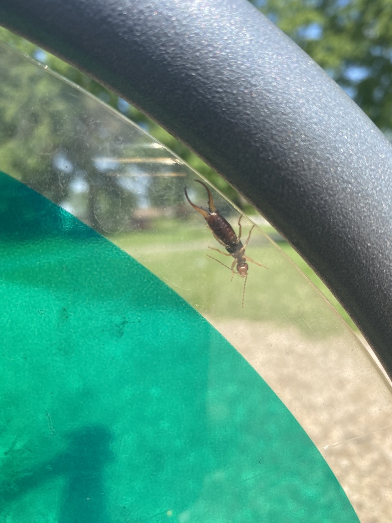 Extant Earwigs from Canada St, Hamilton, ON, CA on July 10, 2023 at 02: ...