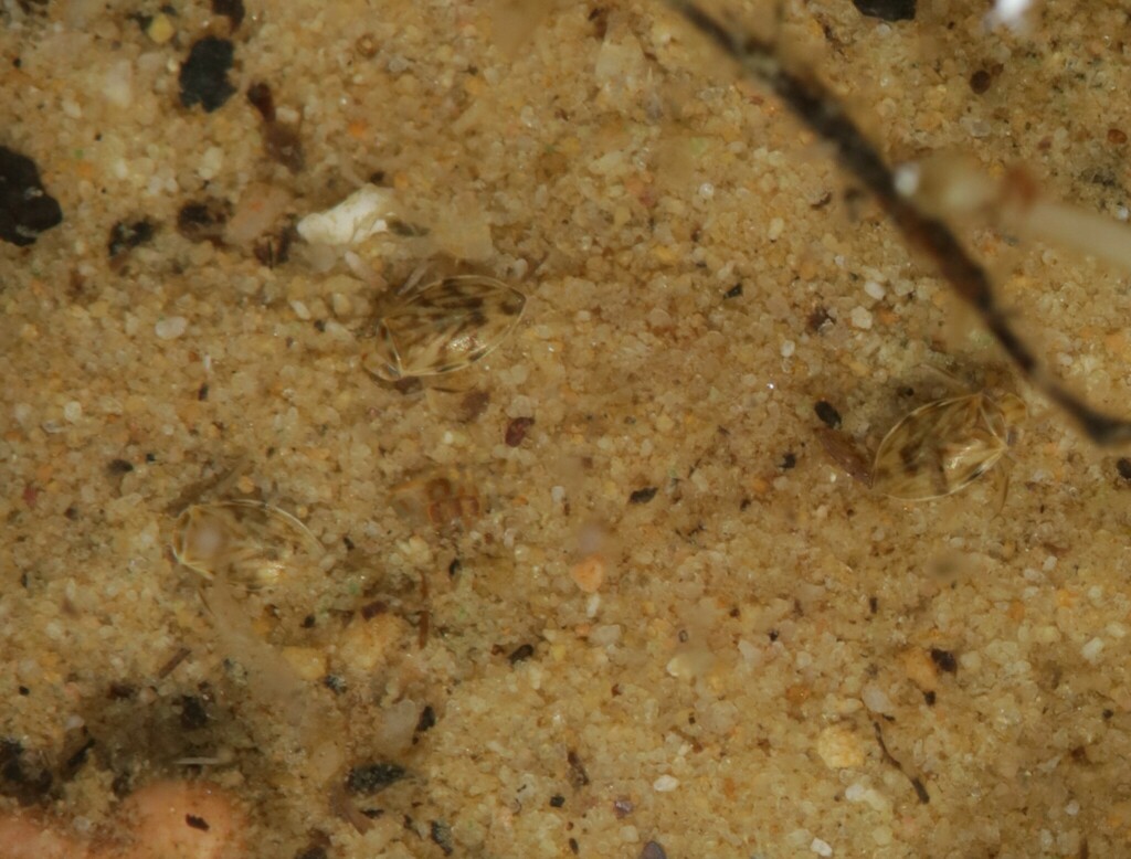 Micronecta from 法国潘蓬邮政编码: 35380 on July 9, 2023 at 04:57 PM by Xiaoting ...