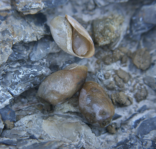 Arctic Barrel-Bubble (Retusa obtusa) · iNaturalist