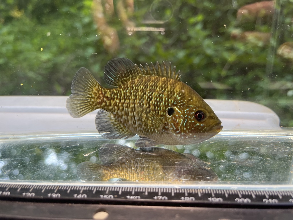 Bantam Sunfish in July 2023 by Hannah Holmquist · iNaturalist