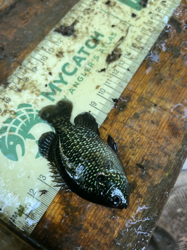 Bantam Sunfish in July 2023 by Hannah Holmquist · iNaturalist