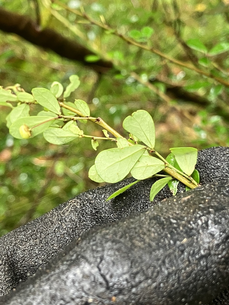 Brush Sauropus from Stanley River, Neurum, QLD, AU on July 4, 2023 at ...