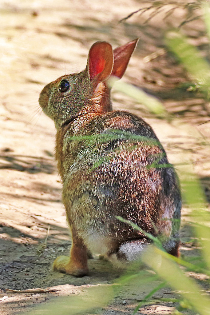 Eastern Cottontail from Brampton, ON, Canada on July 8, 2023 at 11:35 ...