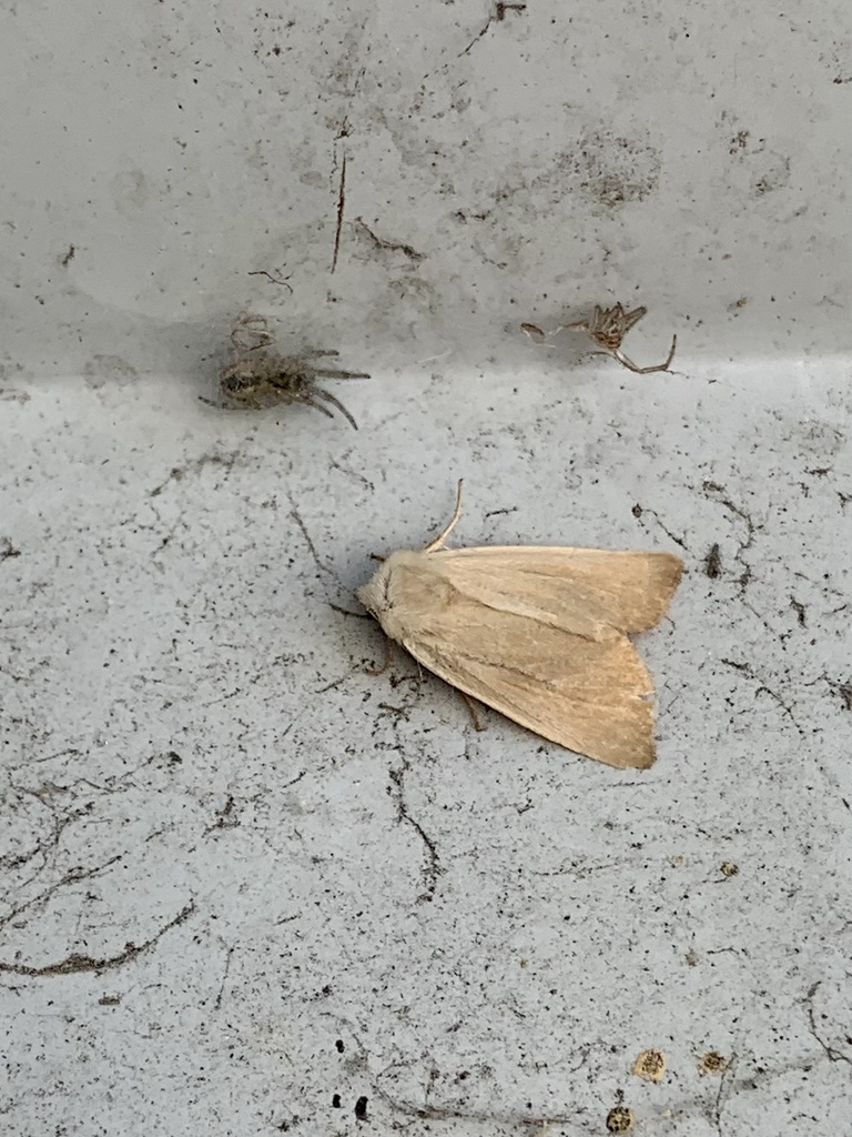 Fen Wainscot from Achterhaven, Brugge, West-Vlaanderen, BE on July 10 ...