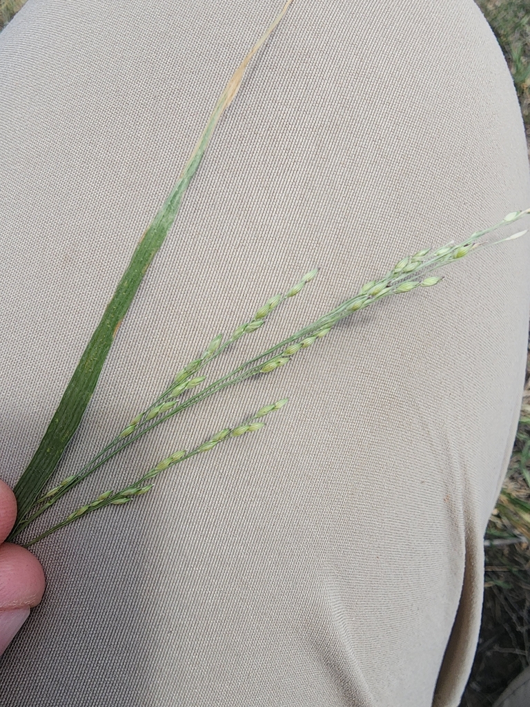 hall panicum from Hobbs, NM 88242, USA on July 10, 2023 at 02:40 PM by ...