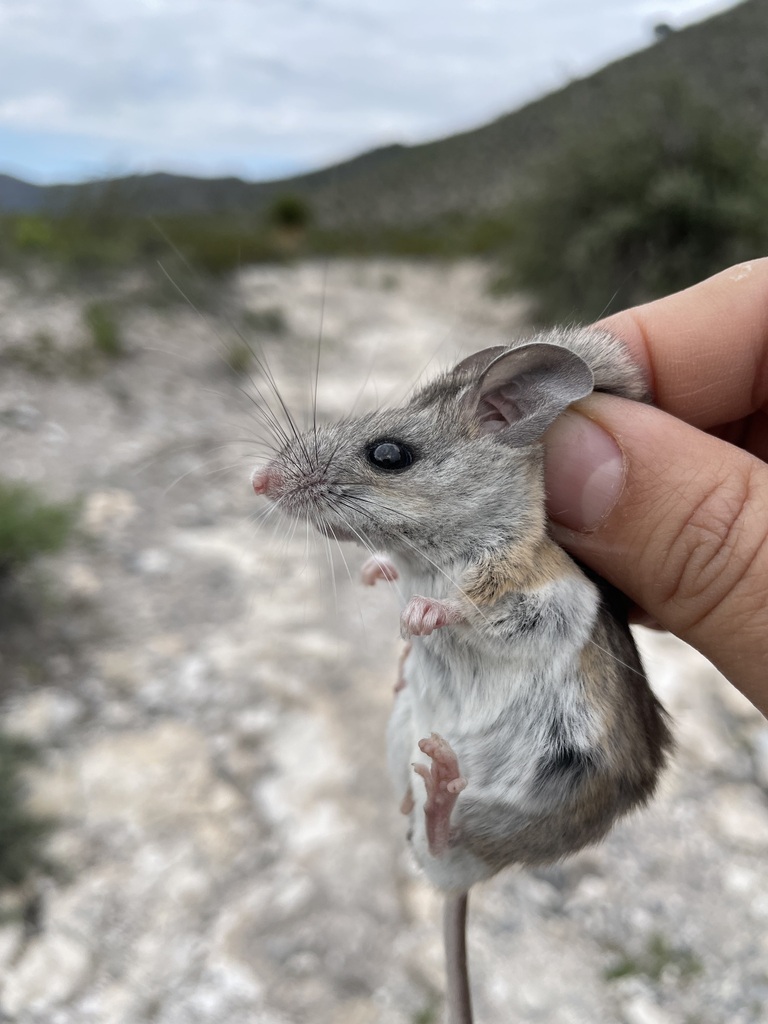 Cactus Mouse from Parras, Coah., México on June 5, 2023 at 08:09 AM by ...