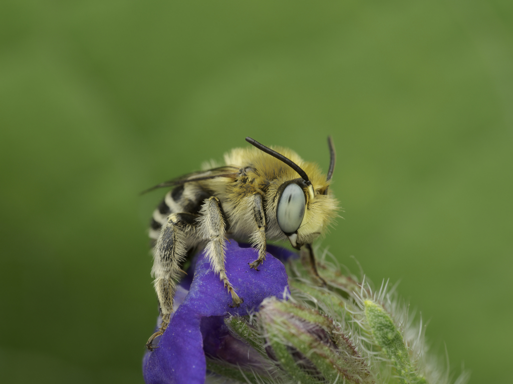 Green-eyed Flower Bee from Gemeinde Weiden am See, Österreich on June ...