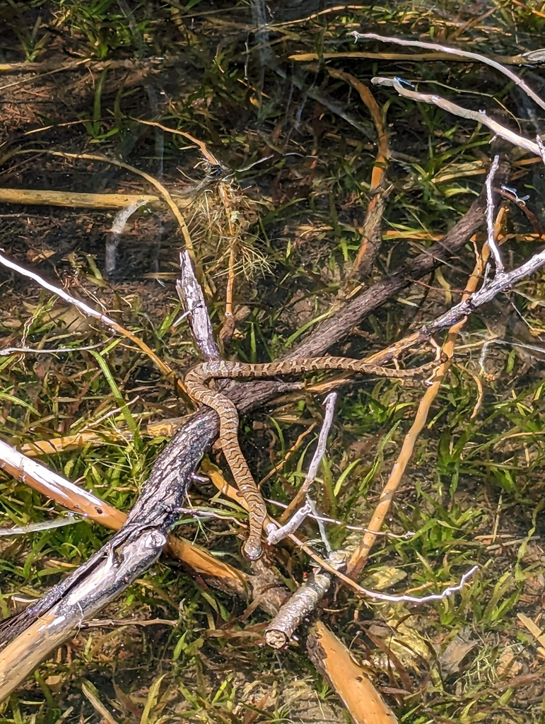 Common Watersnake from Washington, WI 54246, USA on July 10, 2023 at 02 ...
