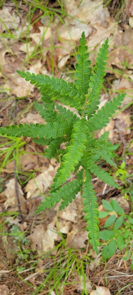 sweetfern from Cloyne, ON K0H 1K0, Canada on July 9, 2023 at 05:40 PM ...