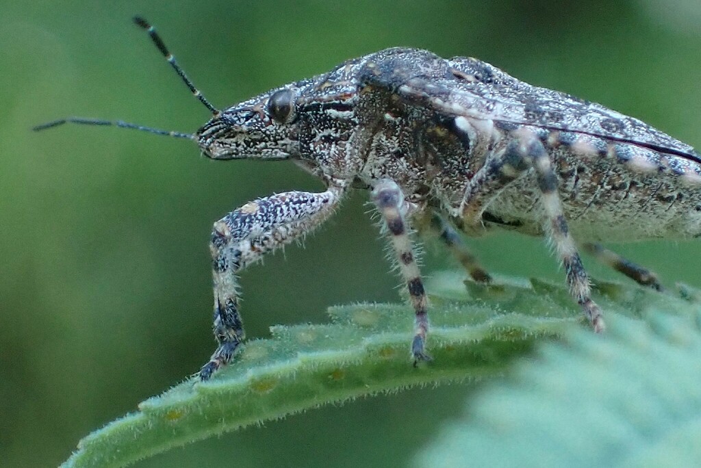 Rough Stink Bugs from 1200 W South Mountain Ave, Phoenix, AZ 85041 on ...
