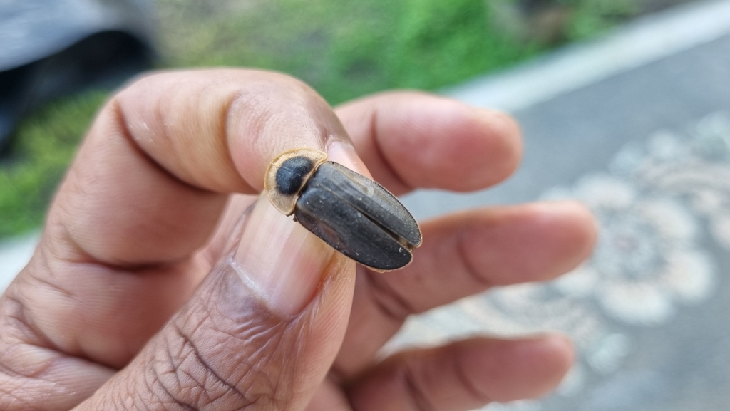 Giant Fireflies from Taro, Tegallalang, Gianyar Regency, Bali ...