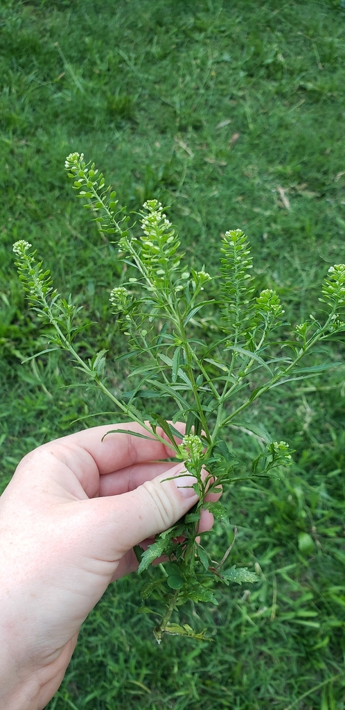Virginia pepperweed from Woodbridge, VA 22191, USA on July 10, 2023 at ...