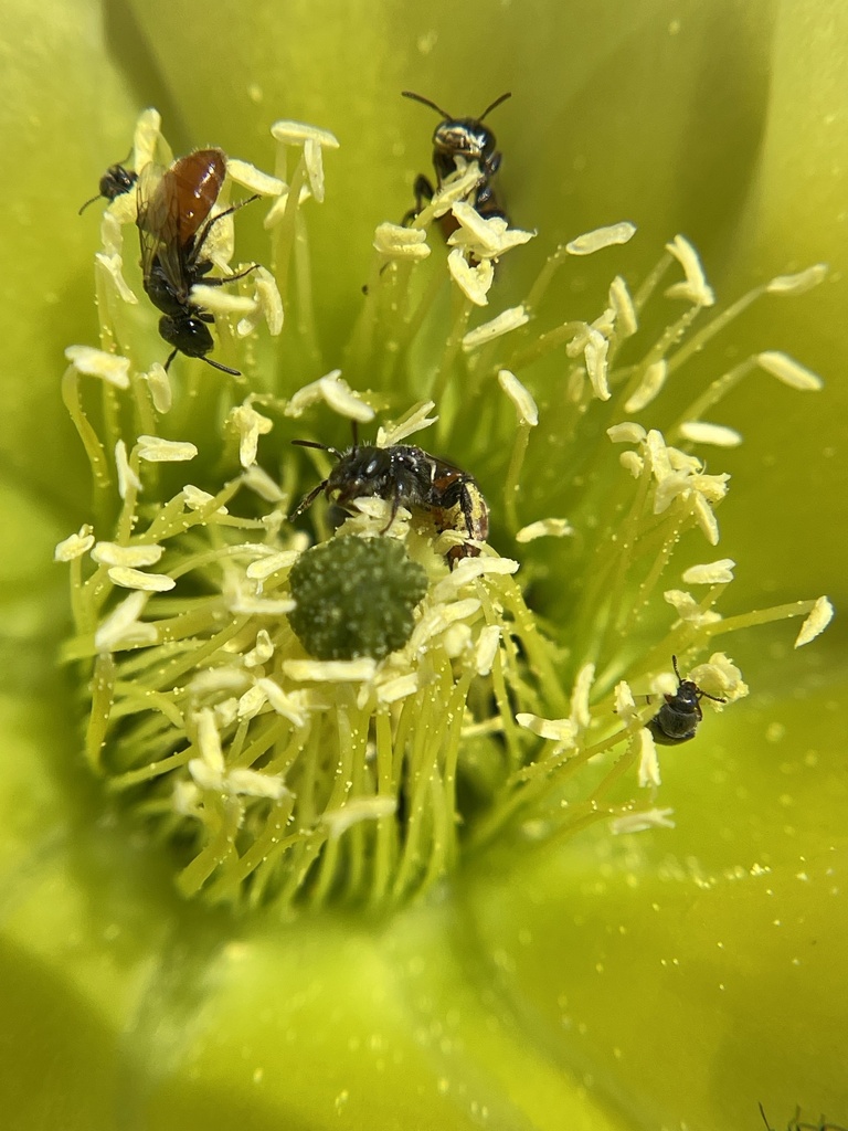 Prickly pear goblin bee from Bridger, MT, US on July 10, 2023 at 01:22 ...