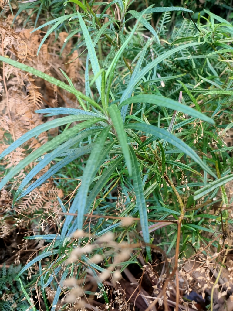 fireweed groundsel from Koonya TAS 7187, Australia on July 11, 2023 at ...