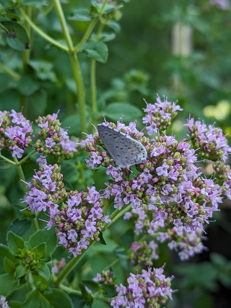 Summer Azure from Royersford, PA 19468, USA on July 10, 2023 at 05:59 ...