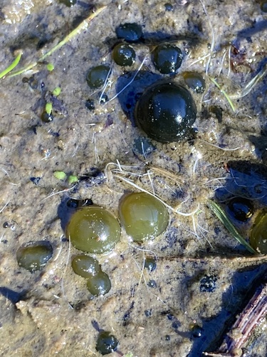 Nostoc sphaericum · iNaturalist Mexico