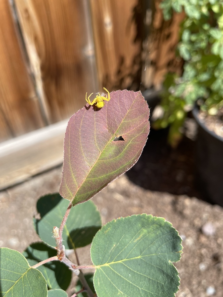 Goldenrod Crab Spider from Albatross Crt, Yellowknife, NT, CA on July 8 ...