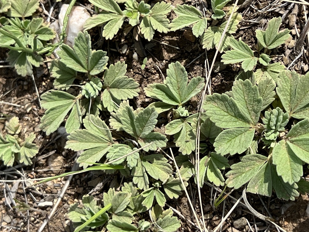 Potentilla acaulis from Dornod, MN on July 11, 2023 at 09:32 AM by ...