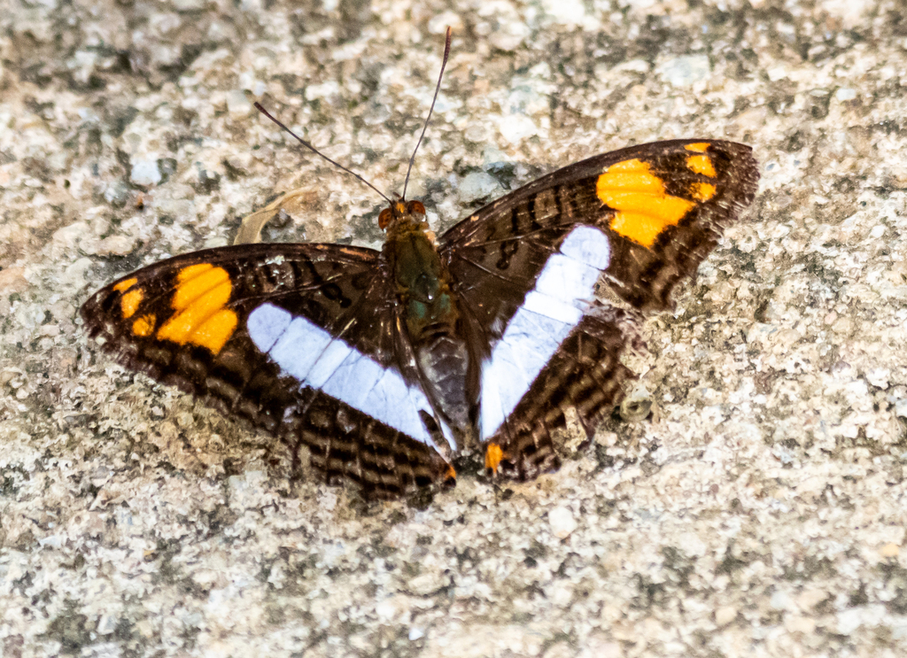 Silver Emperor in July 2023 by Artur Luiz · iNaturalist