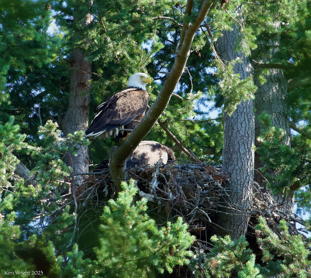 Bald Eagle from Gleneagles Dr, West Vancouver, BC, CA on July 10, 2023 at 07:49 PM by kwright ...