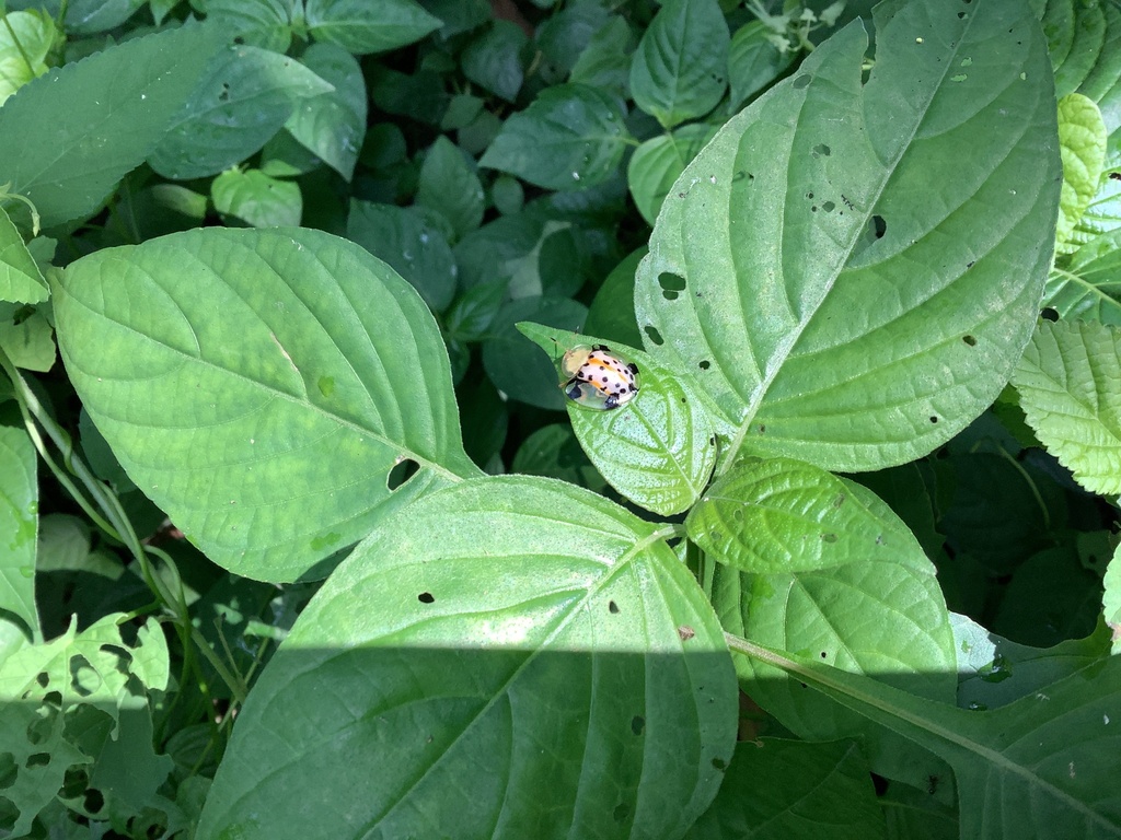 Asian Spotted Tortoise Beetle from 臺灣島, 古坑鄉, YUN, TW on July 11, 2023 ...