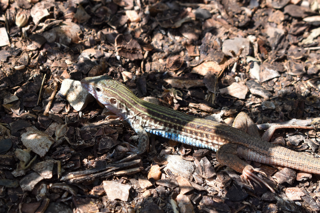 Common Spotted Whiptail from Circle C Ranch, Austin, TX, USA on July 8 ...