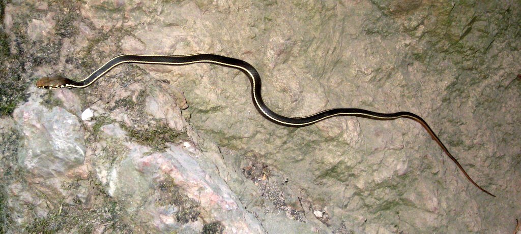 California Striped Racer from Pinnacles National Monument on October 04 ...