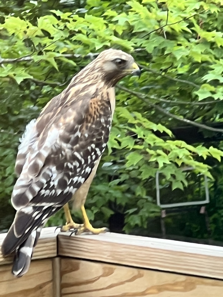 Red-shouldered Hawk from Stearns Park, MI, US on July 2, 2023 at 02:36 ...