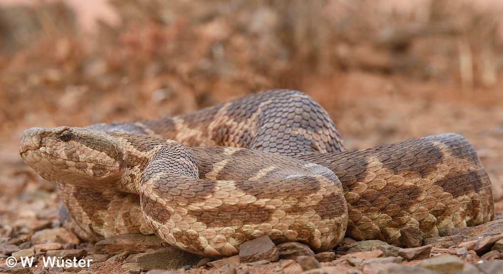 Moorish Viper in May 2017 by Wolfgang Wüster · iNaturalist