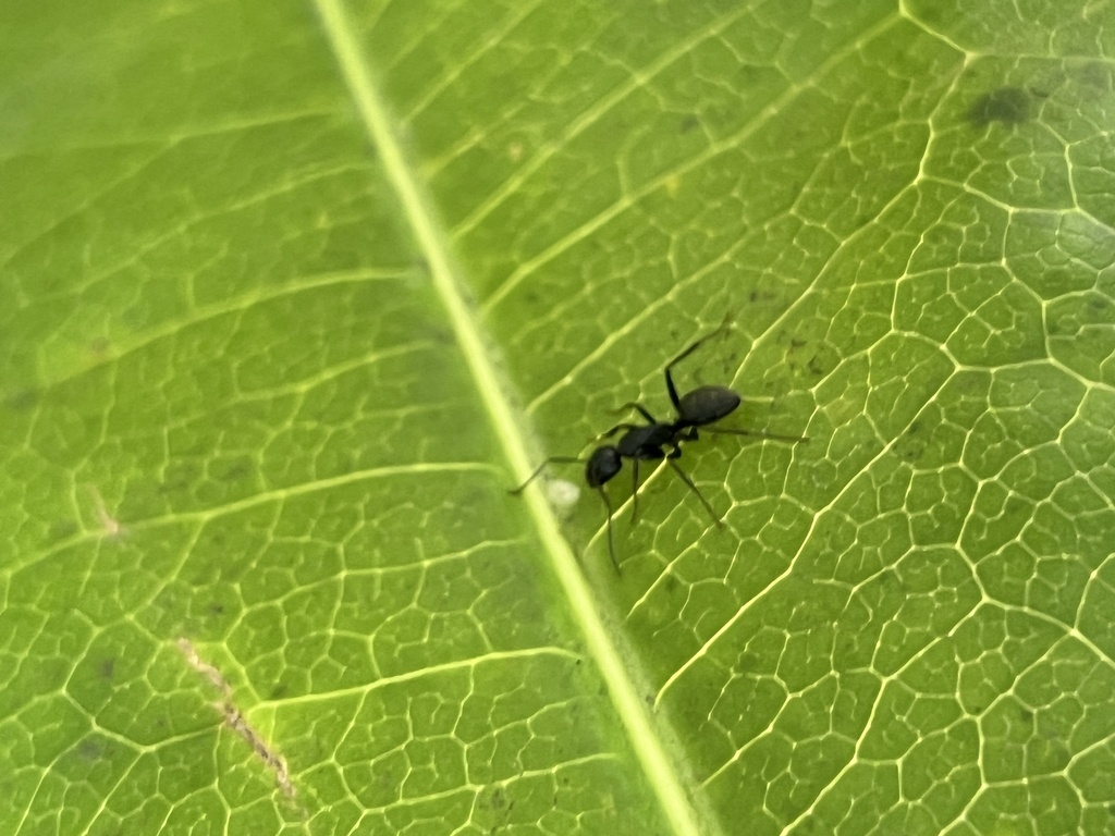 Japanese Carpenter Ant from 大渡河路, 上海市, CN on July 11, 2023 at 12:15 PM ...