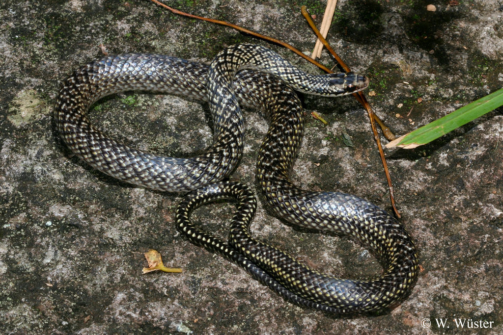Julia's Ground Snake in January 2006 by Wolfgang Wüster · iNaturalist