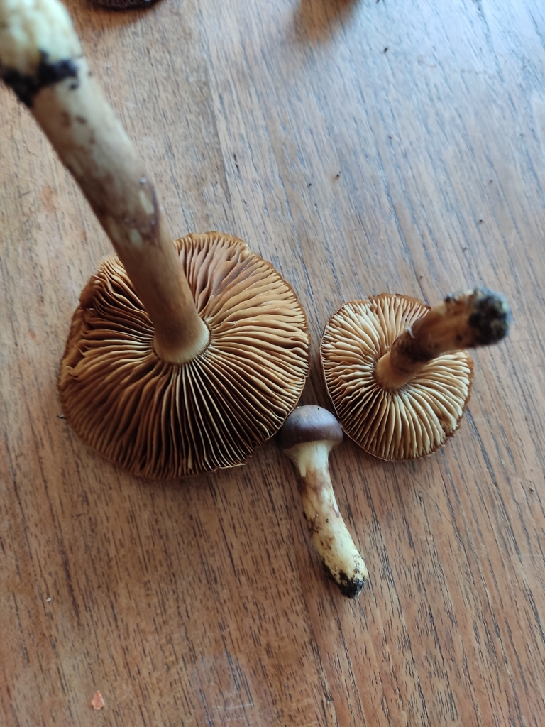 saffron webcap from Beauty Point TAS 7270, Australia on July 9, 2023 at ...