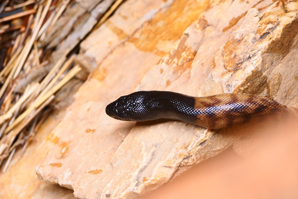 Black-headed Python from Drysdale River, WA, AU on July 8, 2023 at 05: ...
