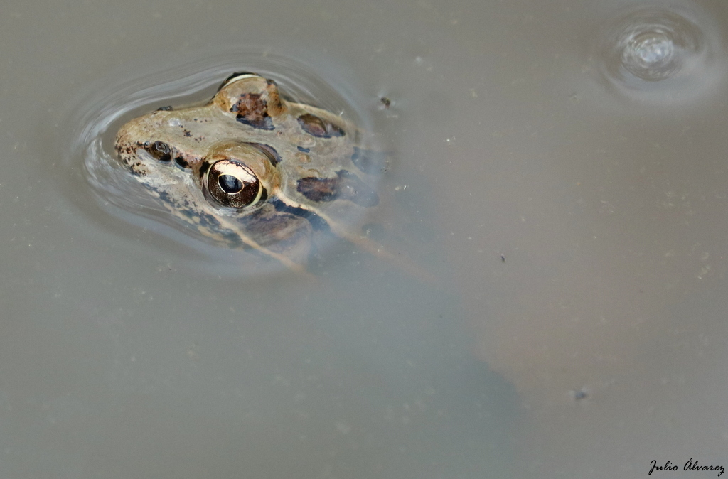 Transverse Volcanic Leopard Frog from Ameca, Jal., México on July 9 ...