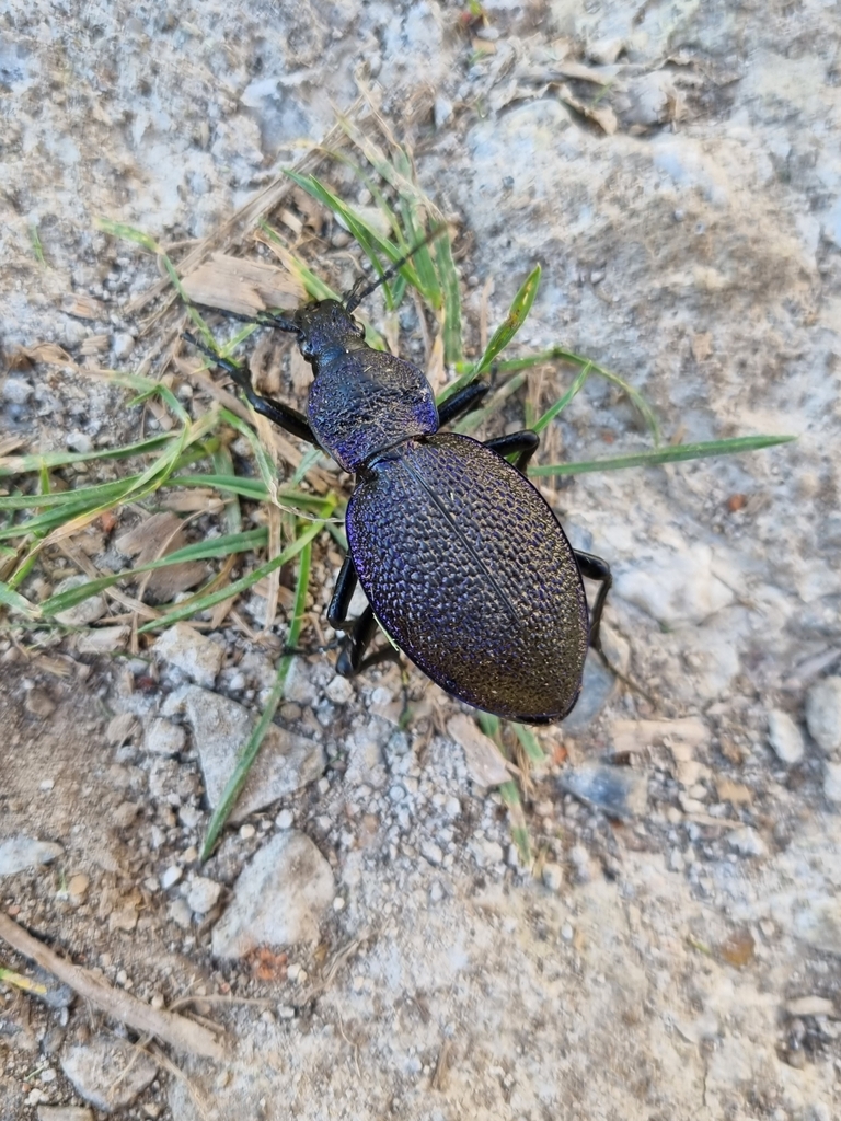 Carabus scabrosus from 4743 Levochevo, Bulgarien on July 11, 2023 at 08 ...