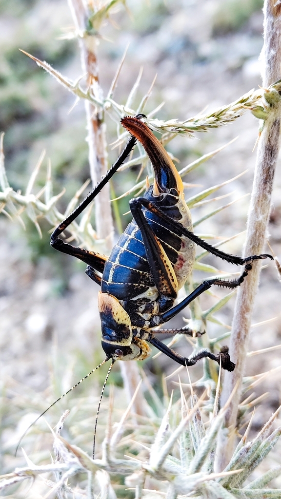 Armoured Ground-crickets from دشت آزو on July 11, 2023 at 09:08 AM by ...