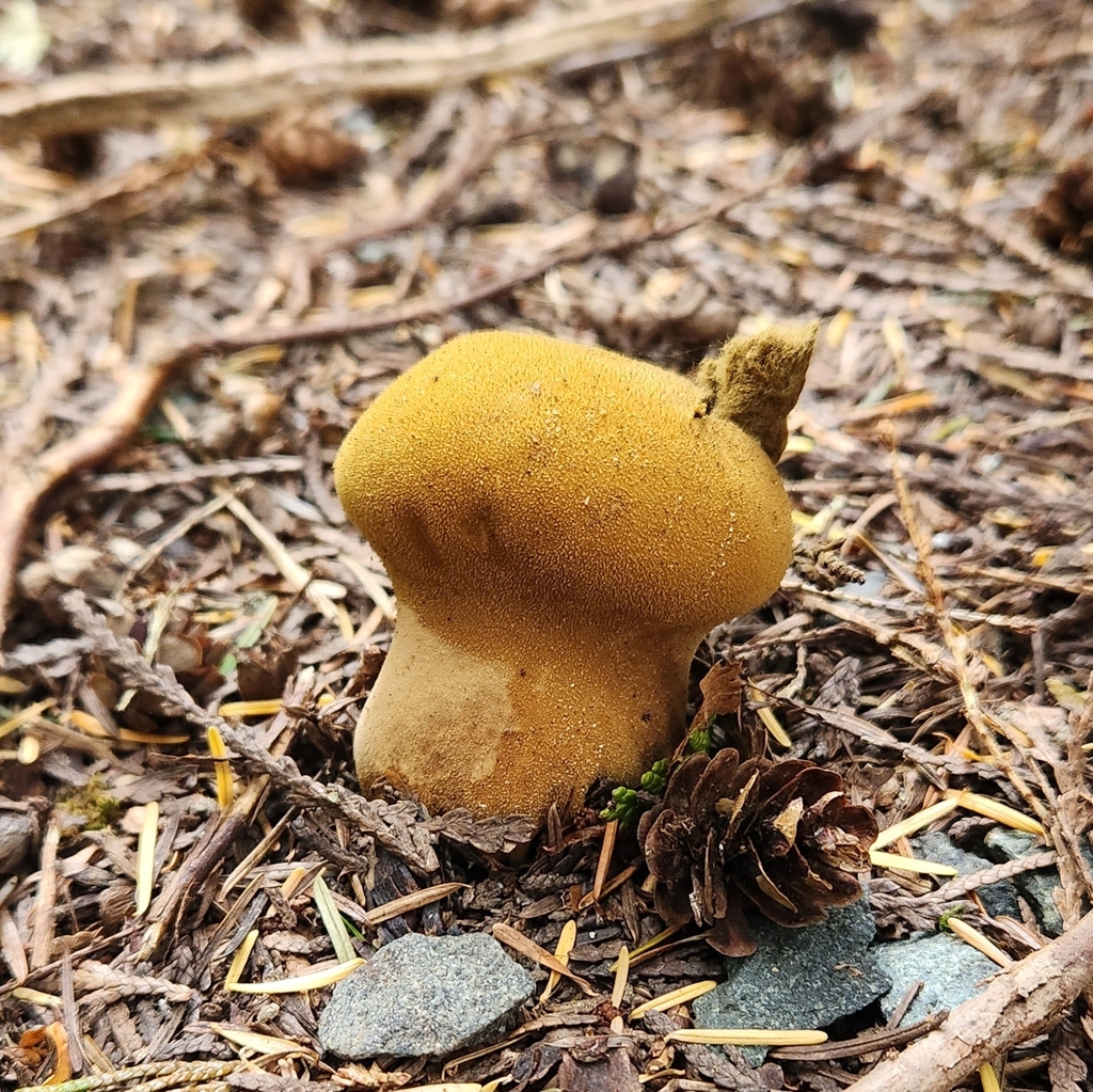 Lycoperdon from Deer Lake Road at Haven Way, Washington 98236, USA on ...
