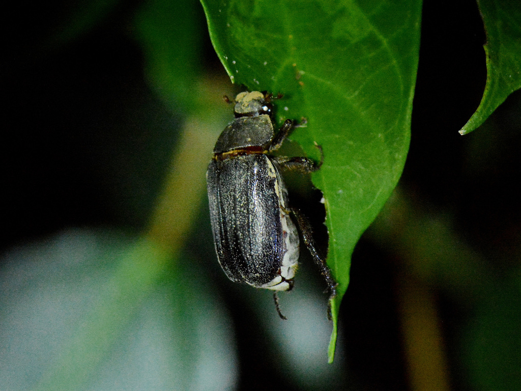 Sophrops from Lo Wai, Hong Kong on July 9, 2023 at 08:03 PM by WK Cheng ...