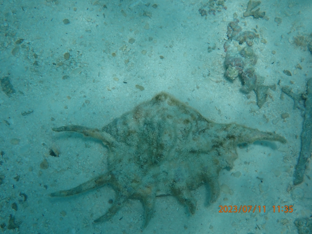 Common Spider Conch from Maldives on July 11, 2023 at 11:35 AM by Amir ...