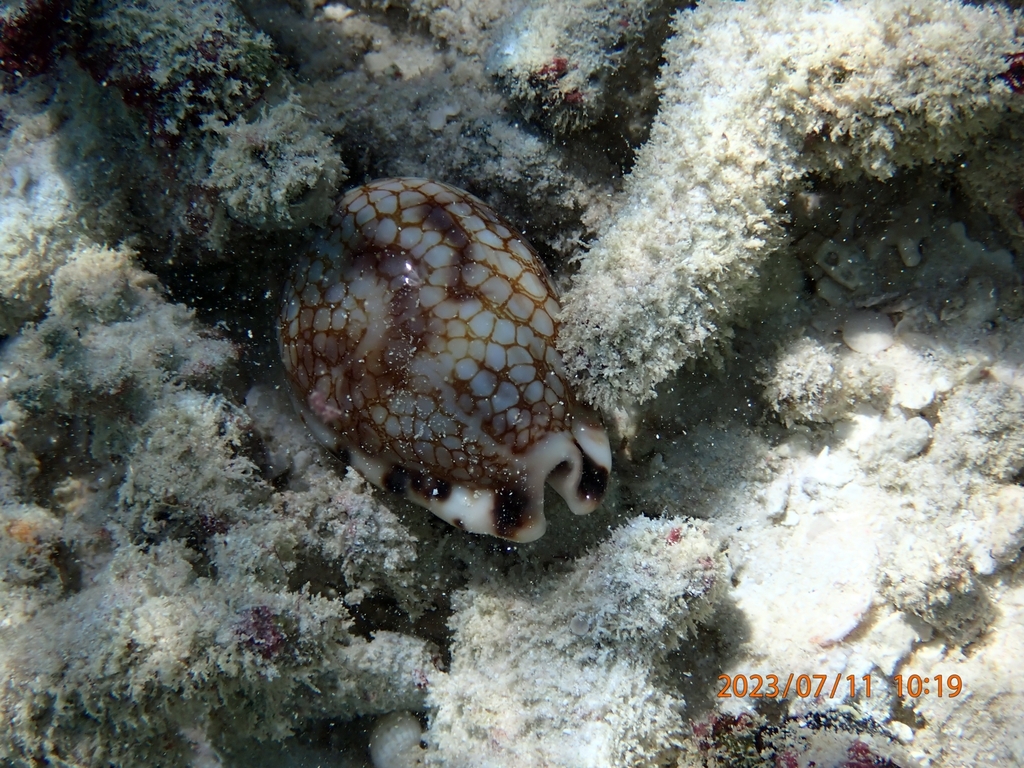 Mauritia histrio in July 2023 by Amir Rasheed · iNaturalist