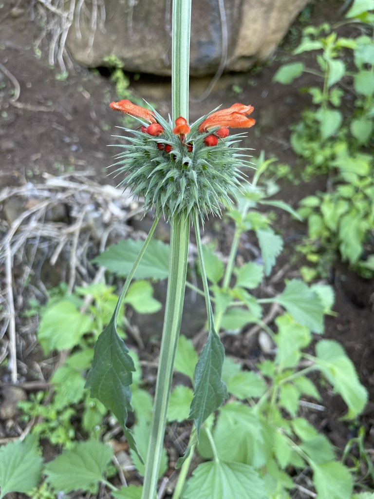 lion's ear in July 2023 by Catherine Madden · iNaturalist